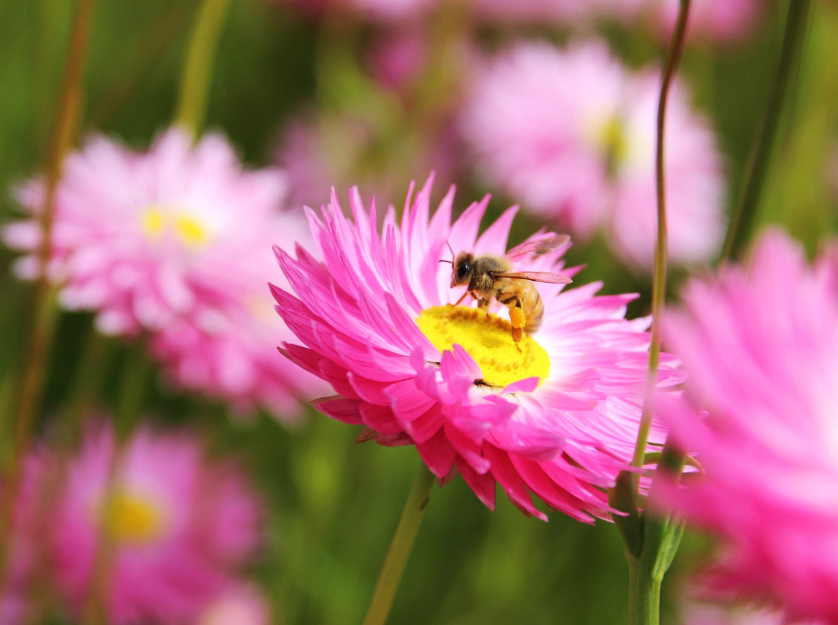 Pink Paper Daisy Seeds | Everlasting Sunray Rhodanthe Rosy Helipterum ...