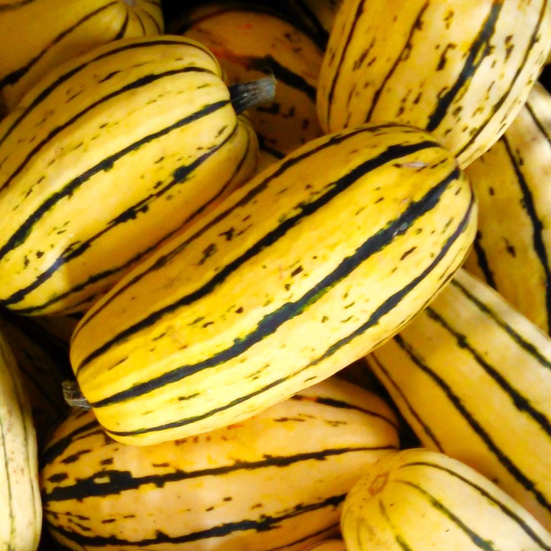 Delicata Squash Seeds | USA Garden Vegetable Peanut Bohemian Winter ...