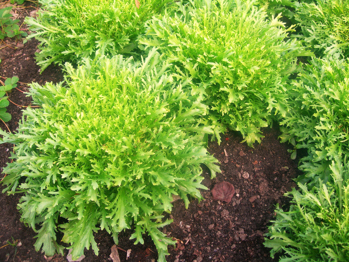 Frisee Endive Seeds - For 2025 Planting Yellow Green Chicory Curly ...