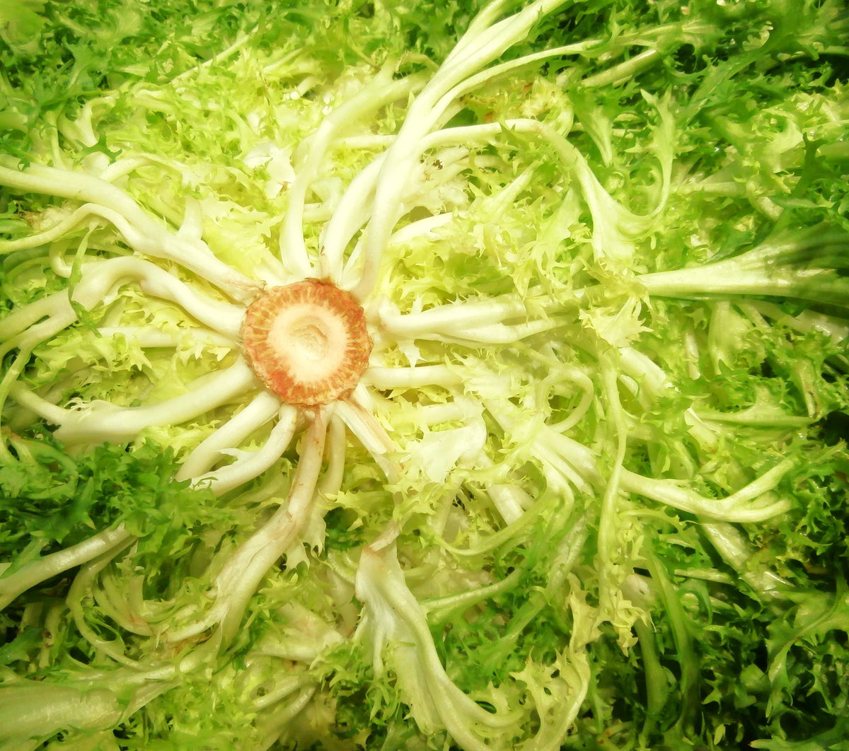 Frisee Endive Seeds - For 2025 Planting Yellow Green Chicory Curly ...