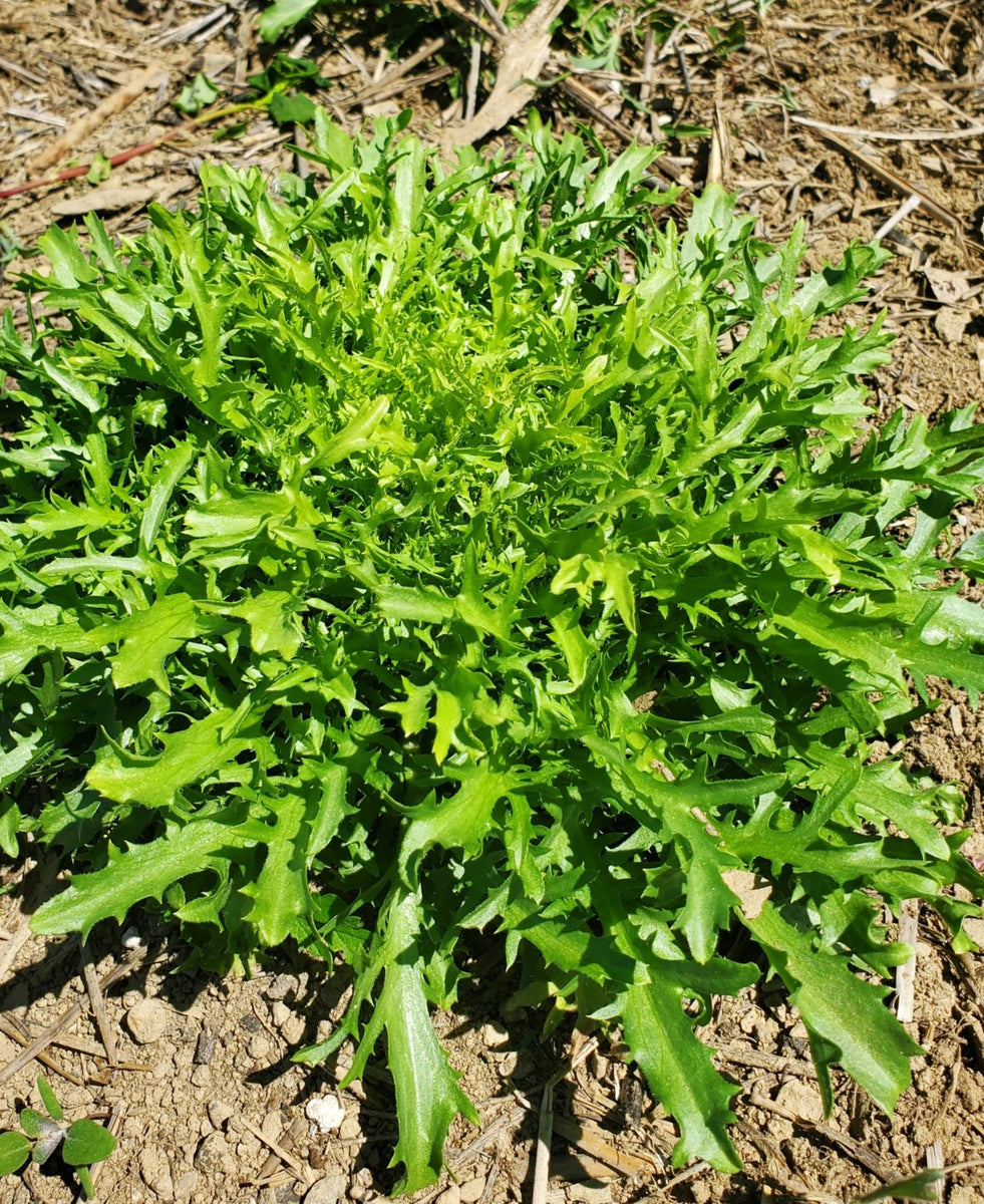 Tres Fine Endive Seeds | Frisee Narrow Leaved Thin Leaf Yellow Green ...