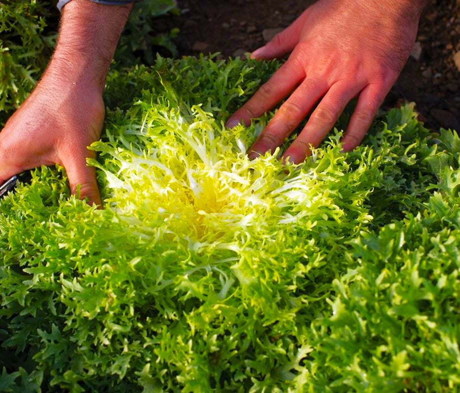 Tres Fine Endive Seeds | Frisee Narrow Leaved Thin Leaf Yellow Green ...