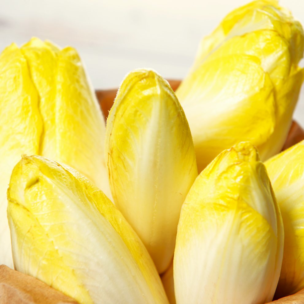 Belgian Endive (Witloof Chicory) Seeds - For 2025 Planting Pale Yellow ...