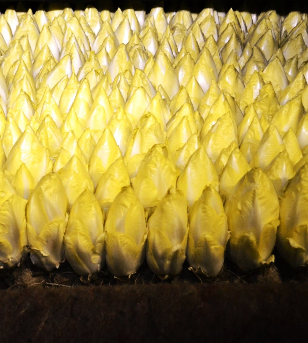 Belgian Endive Seeds (Witloof Chicory) | Pale Yellow White Leaf French ...