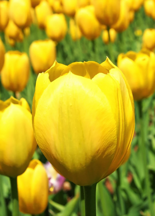 Yellow Triumph Dutch Tulip Bulbs - For 2025 Planting Dutch Grown ...