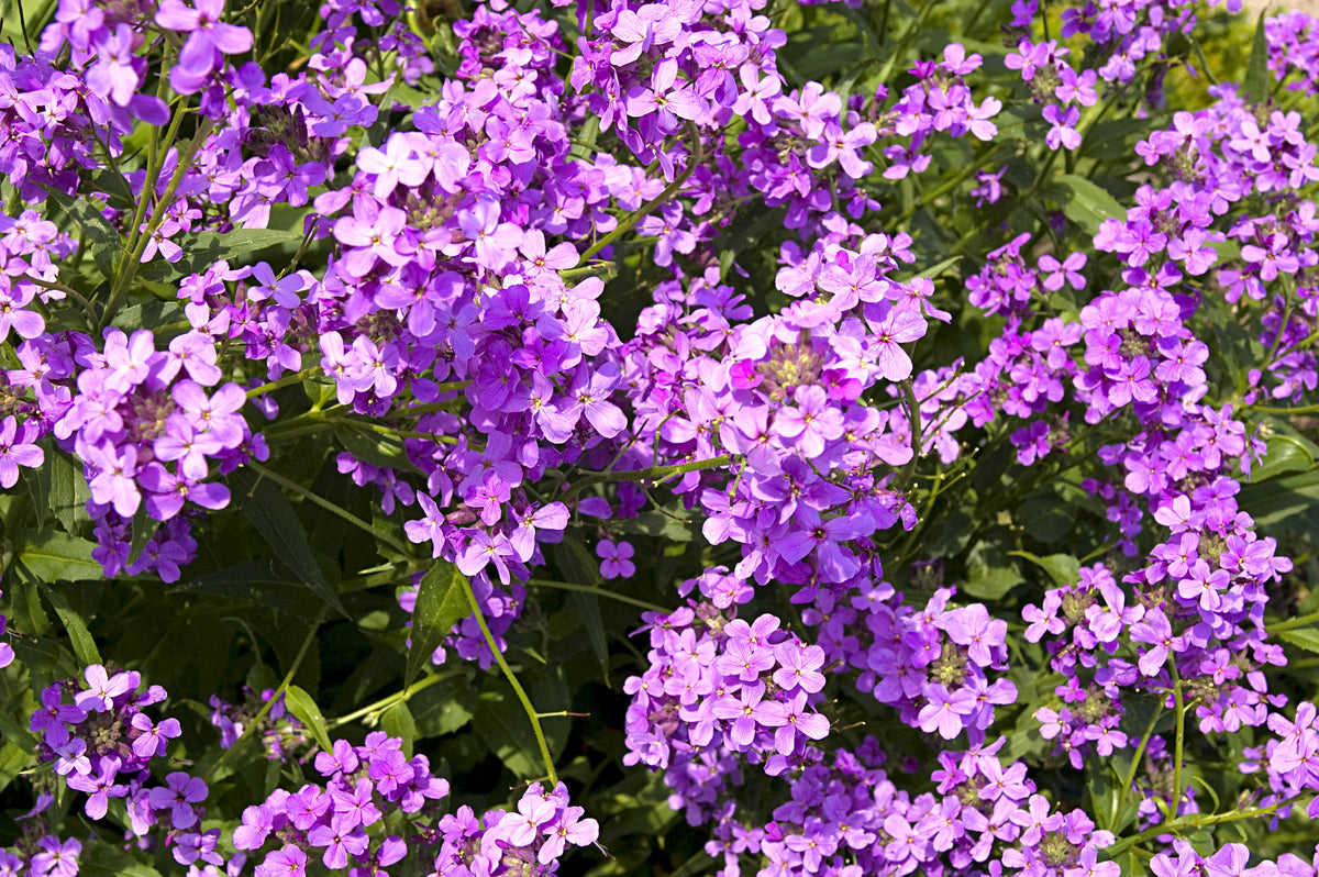 Dame's Rocket Wildflower Seeds | Hesperis Matronalis Wildflower Damask ...