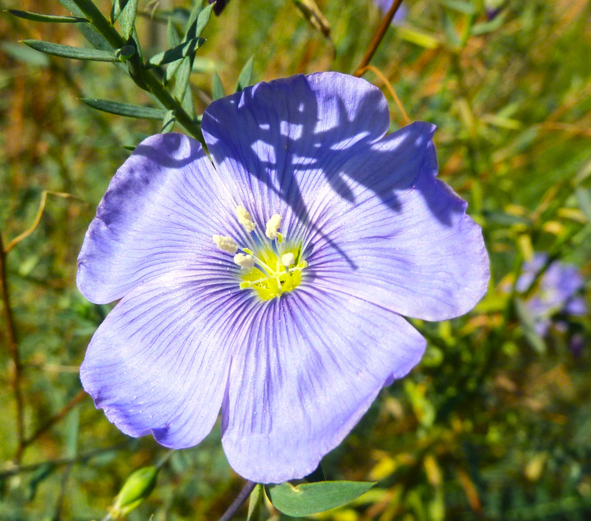Blue Flax Seeds | Linum Perenne Lewis Lavender Sky Blue Prairie Wild ...