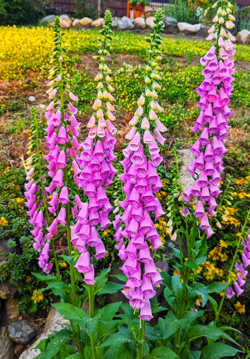 Foxglove Seeds - For 2025 Planting Mixed Colors Purple Pink White ...