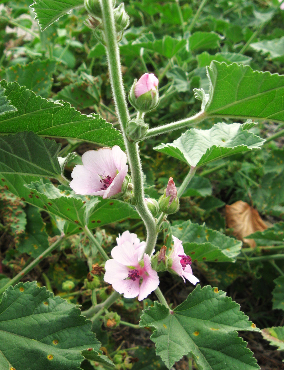 Marshmallow Plant Seeds - For 2025 Planting Medicinal Marsh Mallow ...