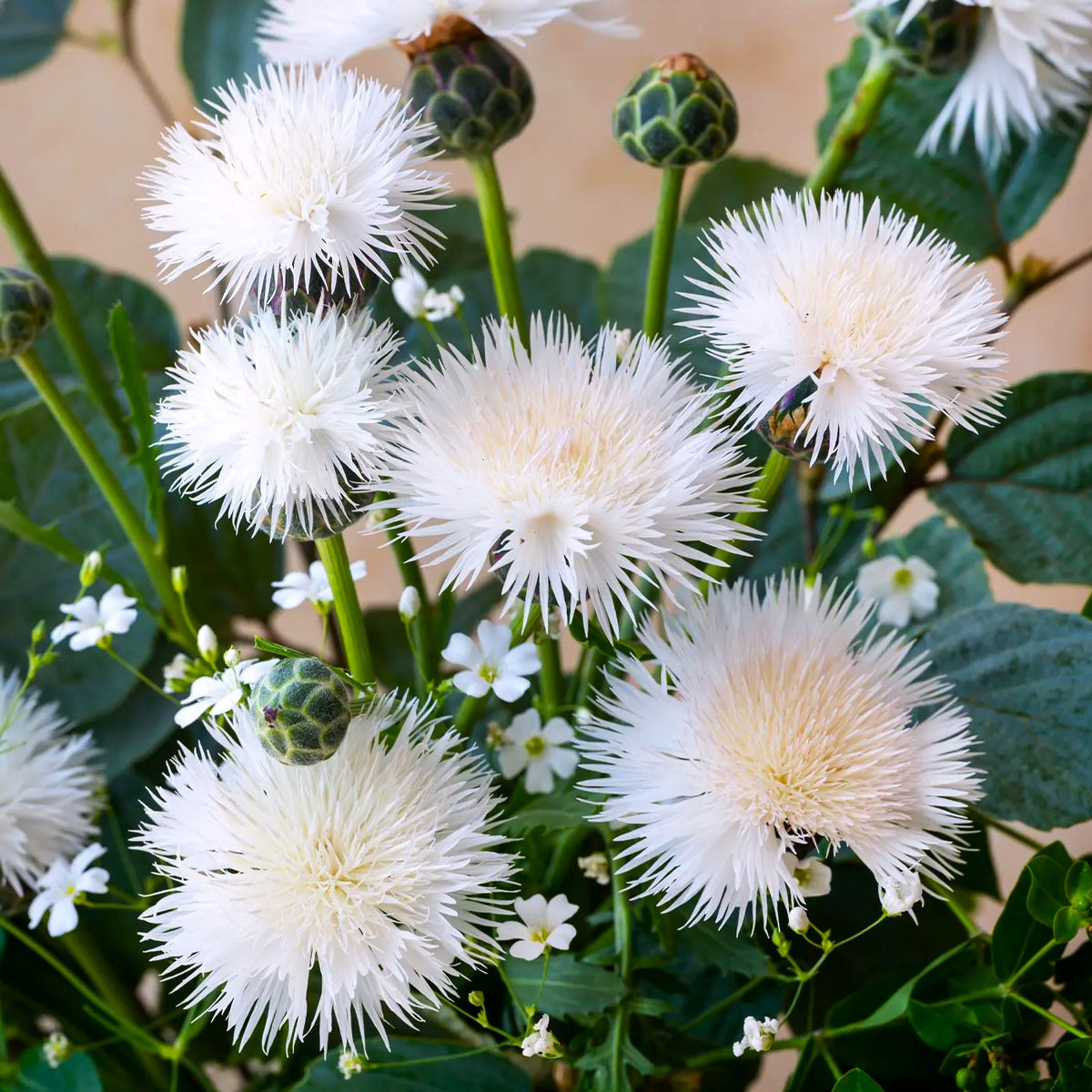 The Bride White Sweet Sultan Seeds - For 2025 Planting Centaurea ...
