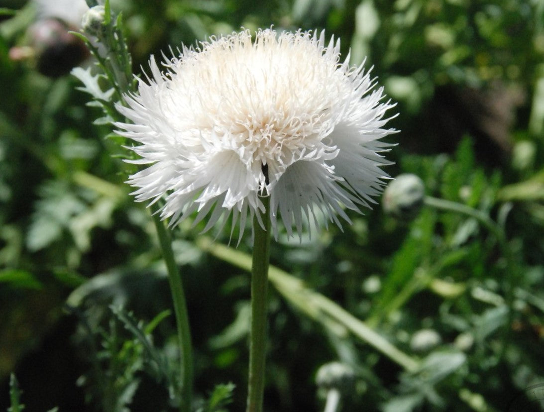 The Bride White Sweet Sultan Seeds - For 2025 Planting Centaurea ...