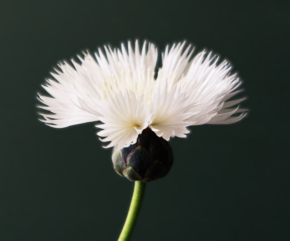 The Bride White Sweet Sultan Seeds - For 2025 Planting Centaurea ...