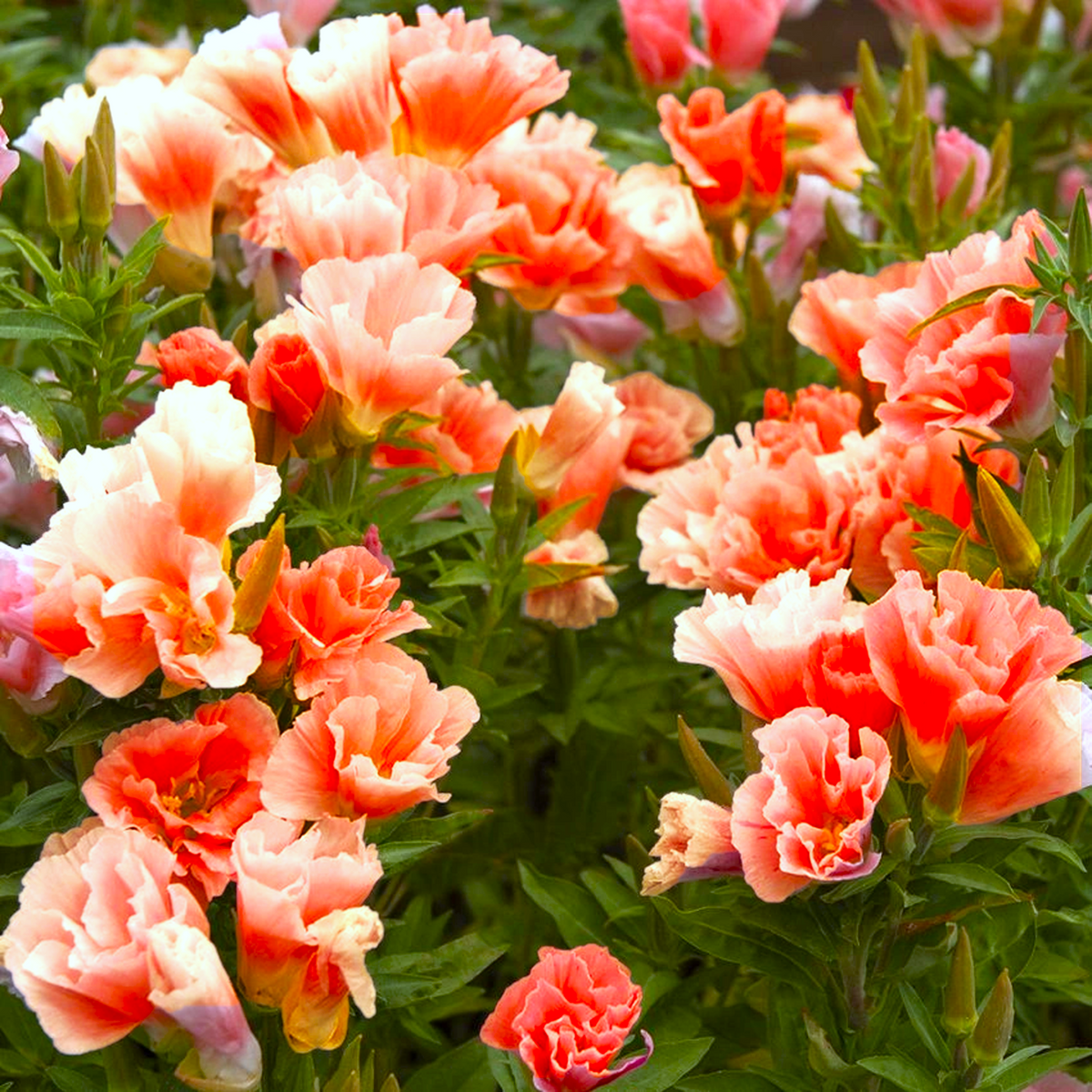 Orange Glory Godetia Seeds - For 2025 Planting Clarkia Azalea Double ...