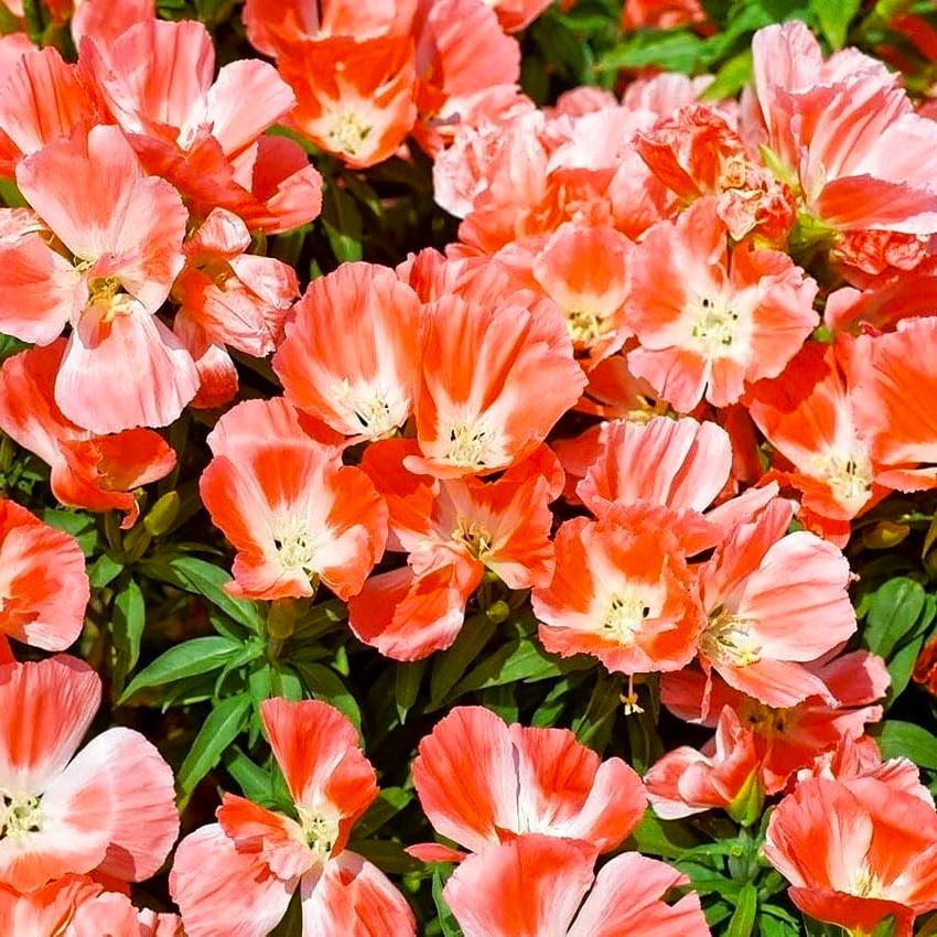 Orange Glory Godetia Seeds - For 2025 Planting Clarkia Azalea Double ...