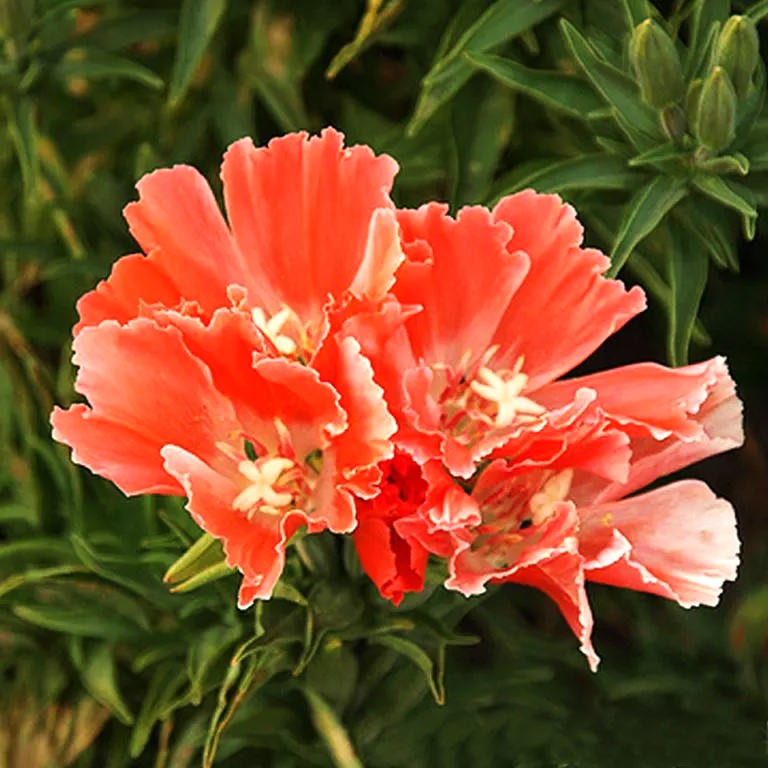 Orange Glory Godetia Seeds - For 2025 Planting Clarkia Azalea Double ...