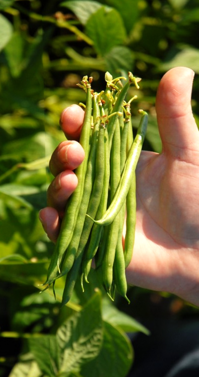 Masai French Filet Bean (Haricot Vert) Seeds - For 2025 Planting ...
