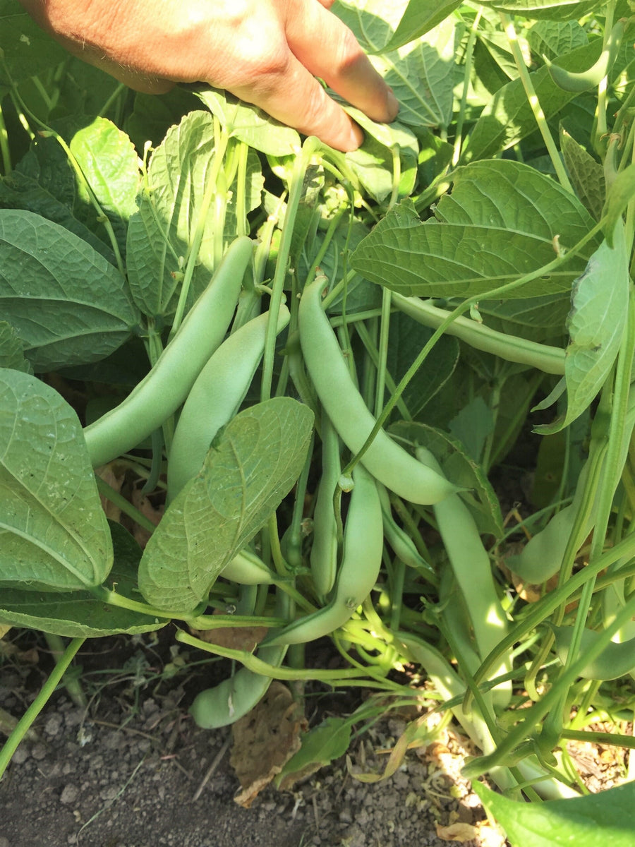 Roma II Romano Bean (Bush) Seeds - For 2025 Planting Italian White ...