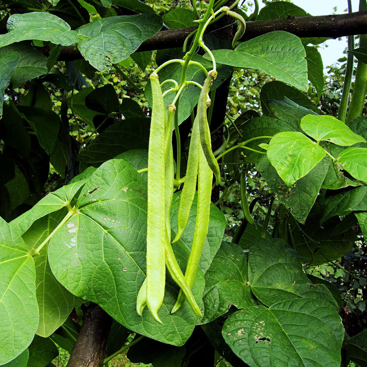 White Half Runner Bean (Pole) Seeds - For 2025 Planting Early ...