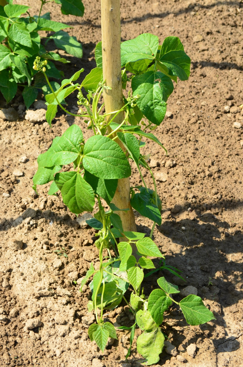 White Half Runner Bean (Pole) Seeds - For 2025 Planting Early ...