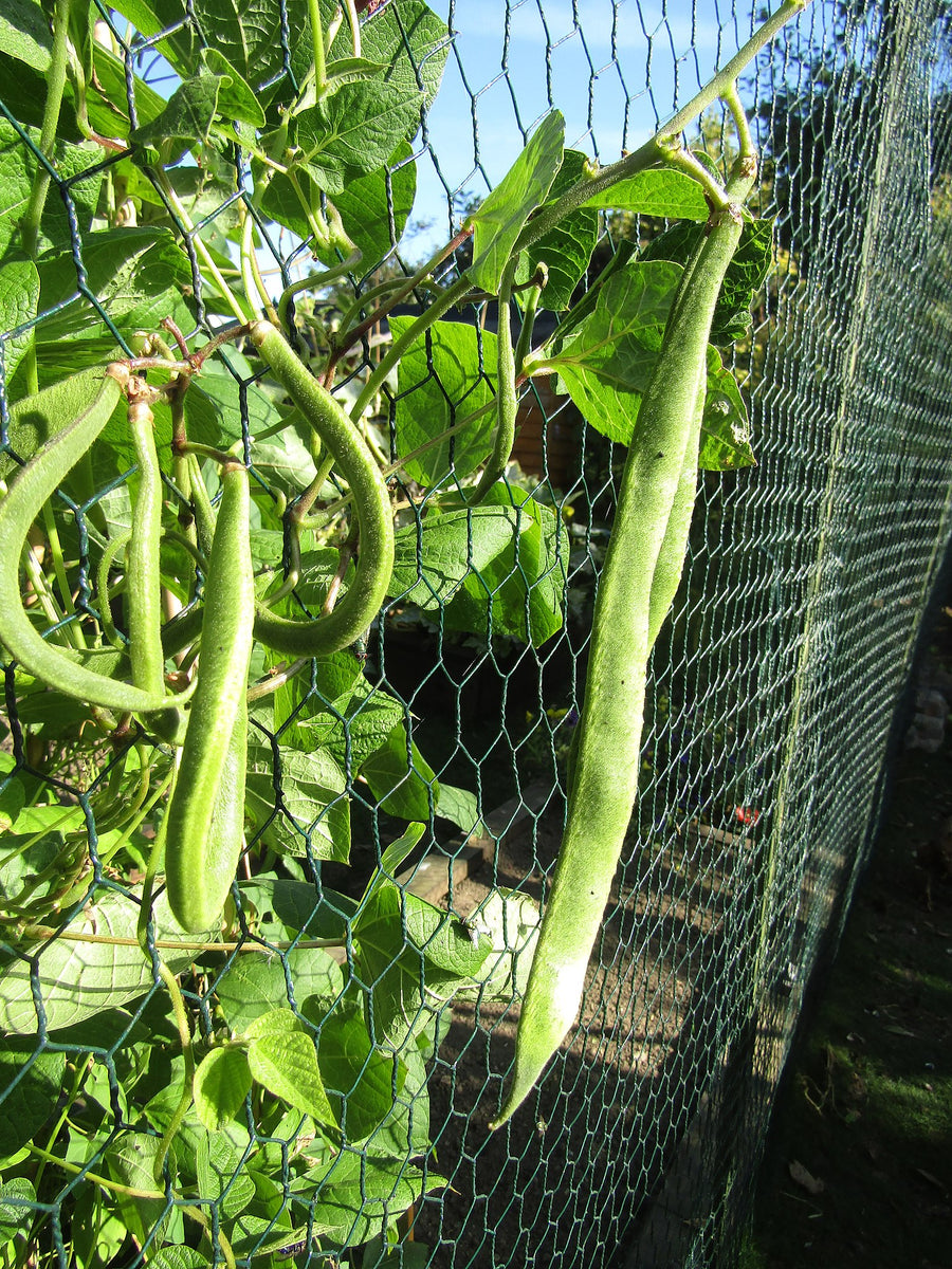 White Half Runner Bean (Pole) Seeds - For 2025 Planting Early ...