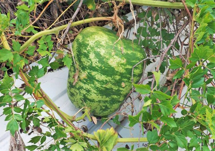 Apple Gourd Seeds | Large Ornamental Gourds Green White Big Speckled ...