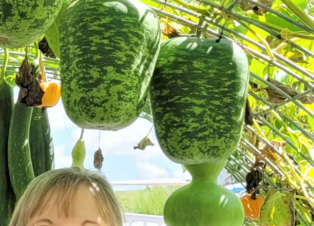 Apple Gourd Seeds | Large Ornamental Gourds Green White Big Speckled ...