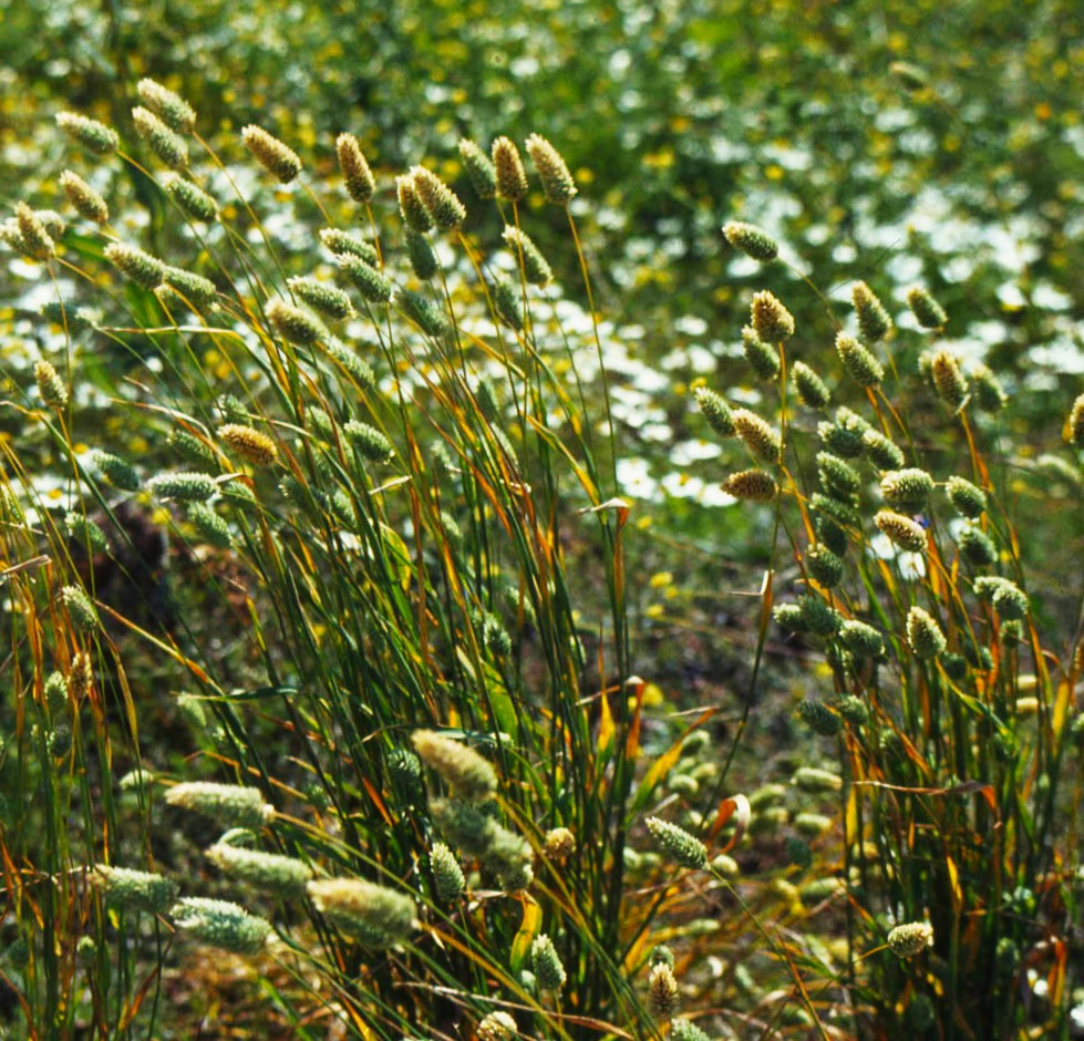 Canary Grass Seeds - For 2025 Planting Phalaris Alpiste Reed ...