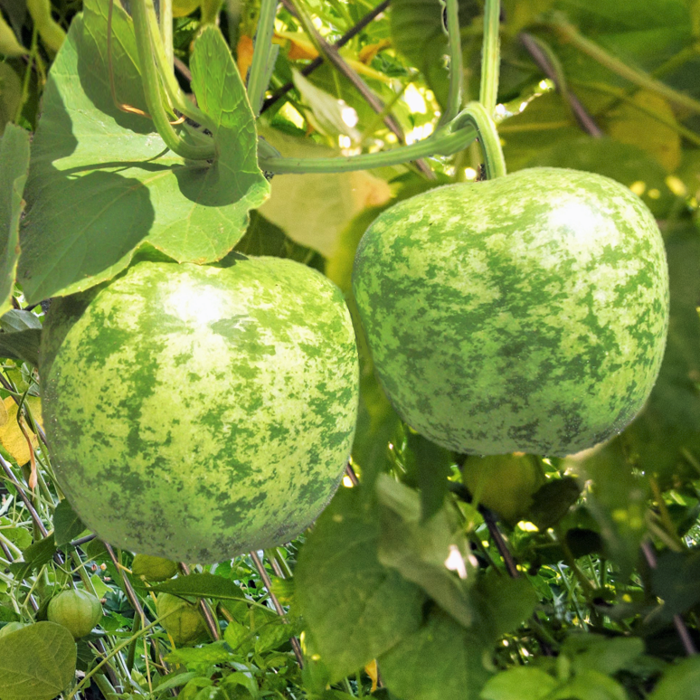 Small Apple Gourd Seeds | Ornamental Gourds Green White Speckled Globe ...