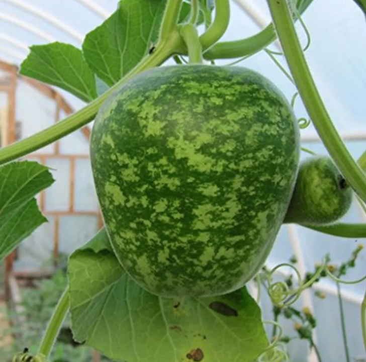 Small Apple Gourd Seeds - For 2025 Planting Ornamental Gourds Green ...