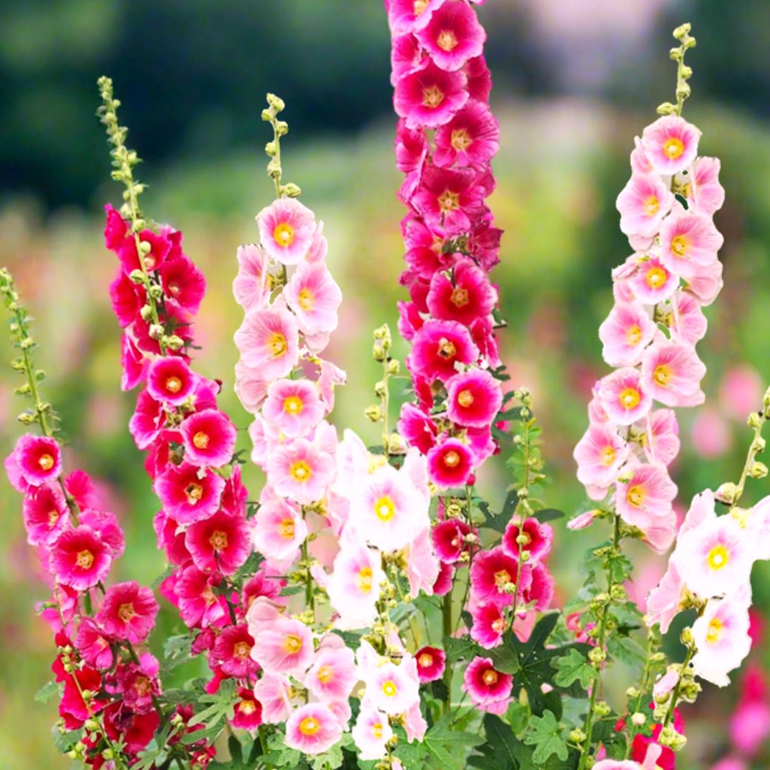 Single Flowered Mix Hollyhocks Seeds | Alcea Rosea Cottage English Rose ...