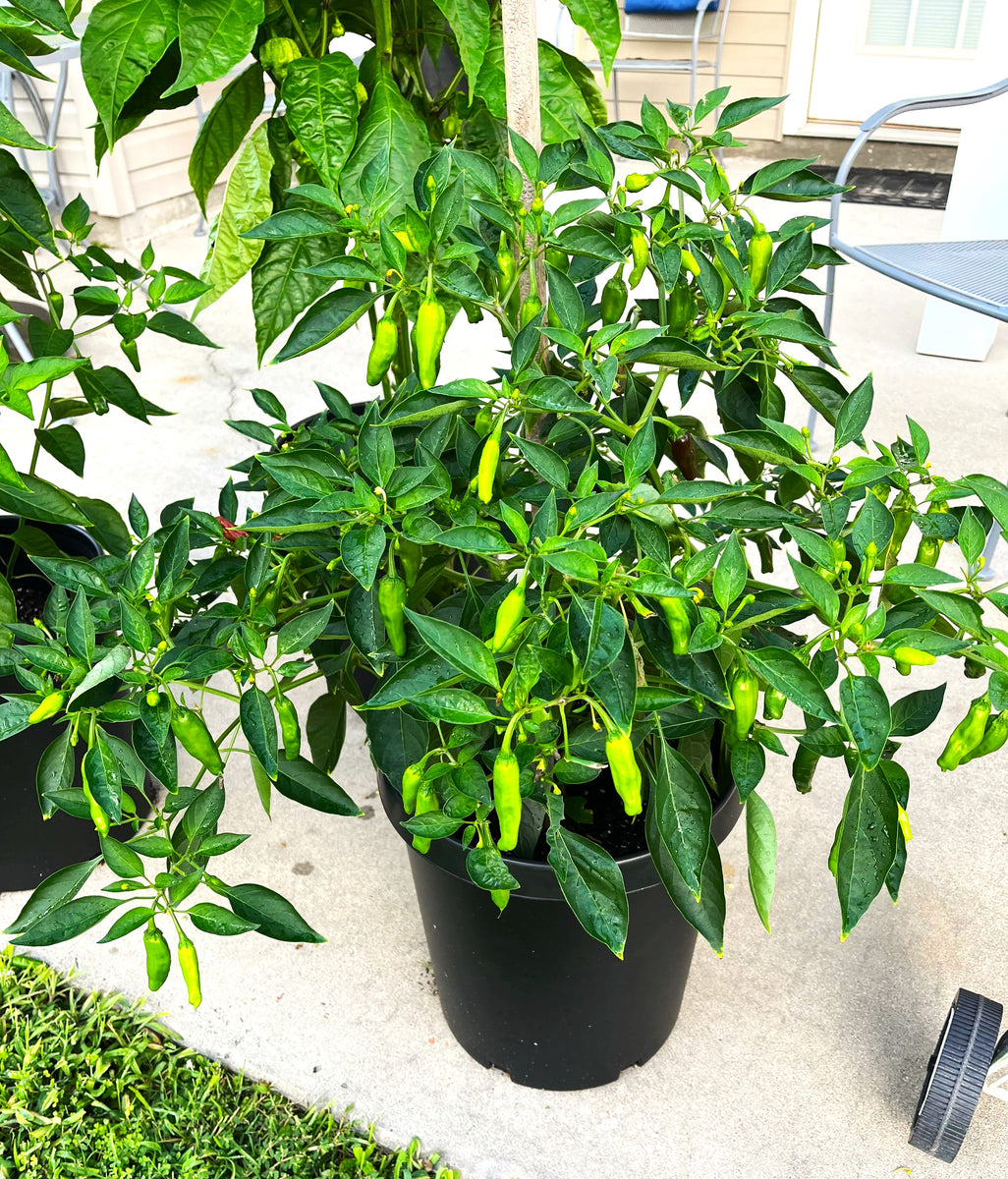 Shishito Pepper Seeds | 50 SHU Mild Green Japanese Sweet Chili Peppers ...