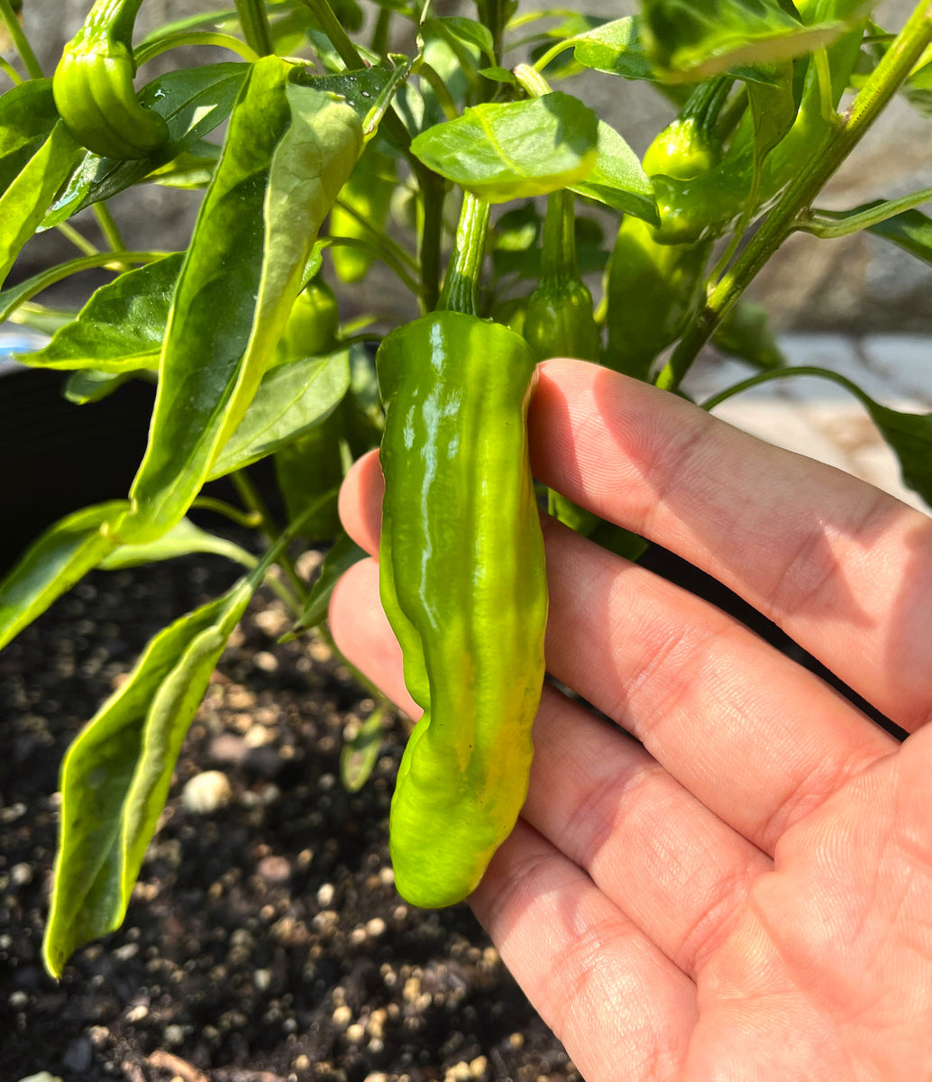 Shishito Pepper Seeds | 50 SHU Mild Green Japanese Sweet Chili Peppers ...