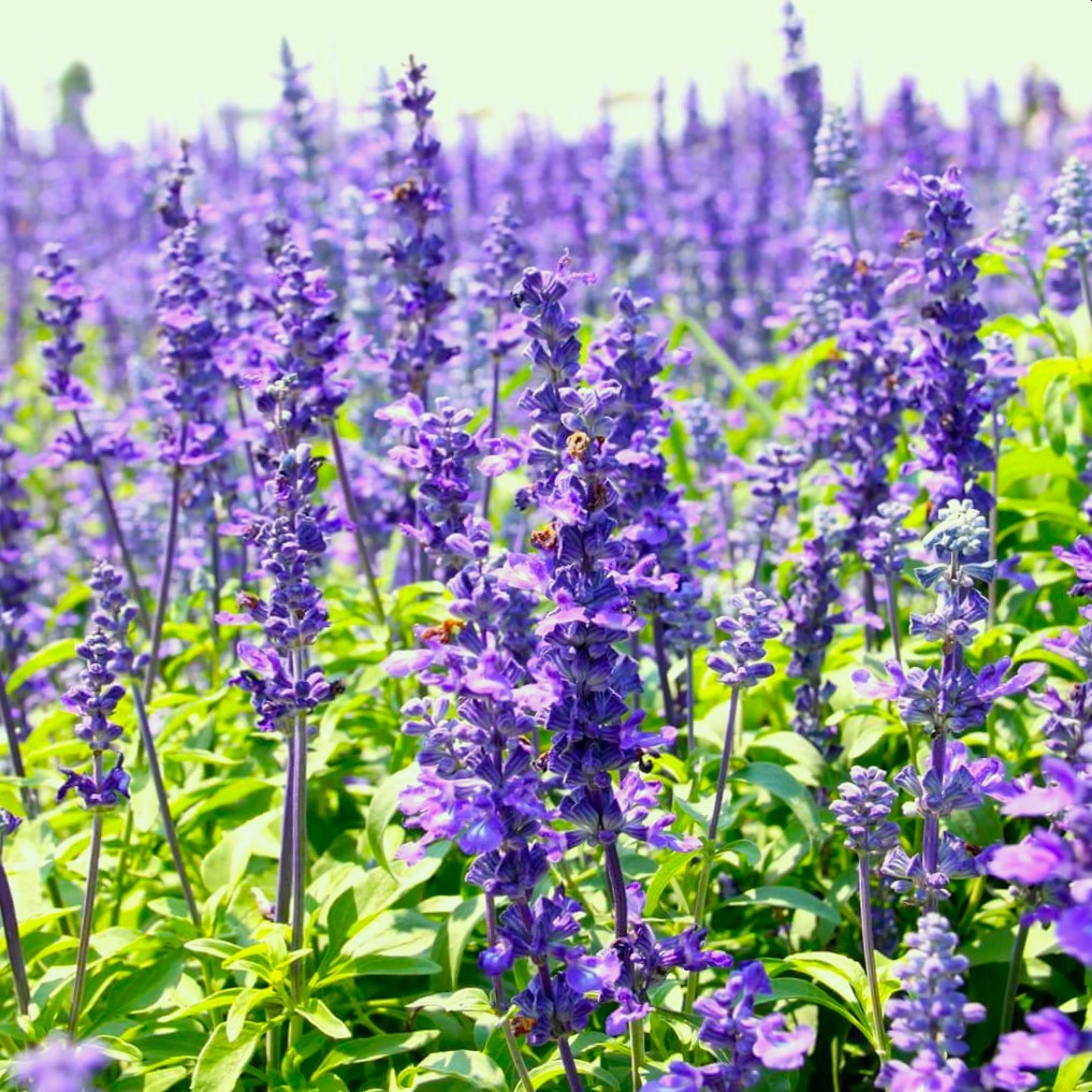 Blue Hyssop Seeds | Hyssopus Officinalis Oregano Mint Lavender ...