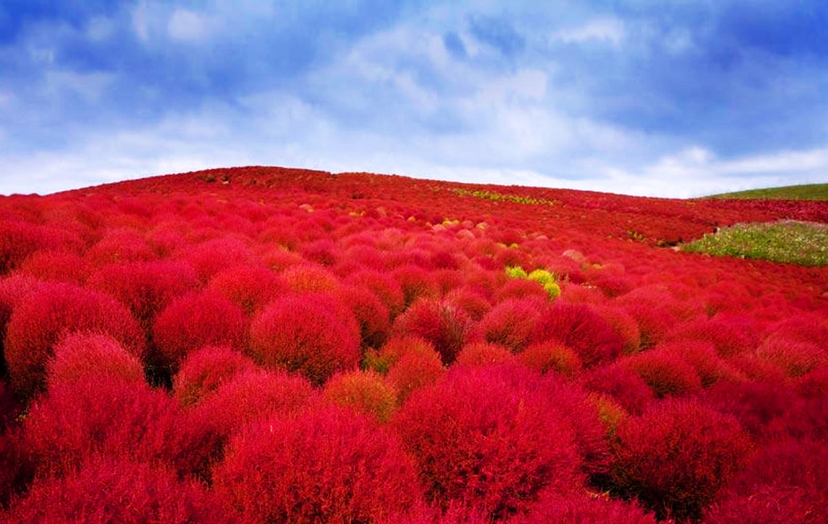 Red Globe Burning Bush Seeds - For 2025 Planting Kochia Scoparia ...
