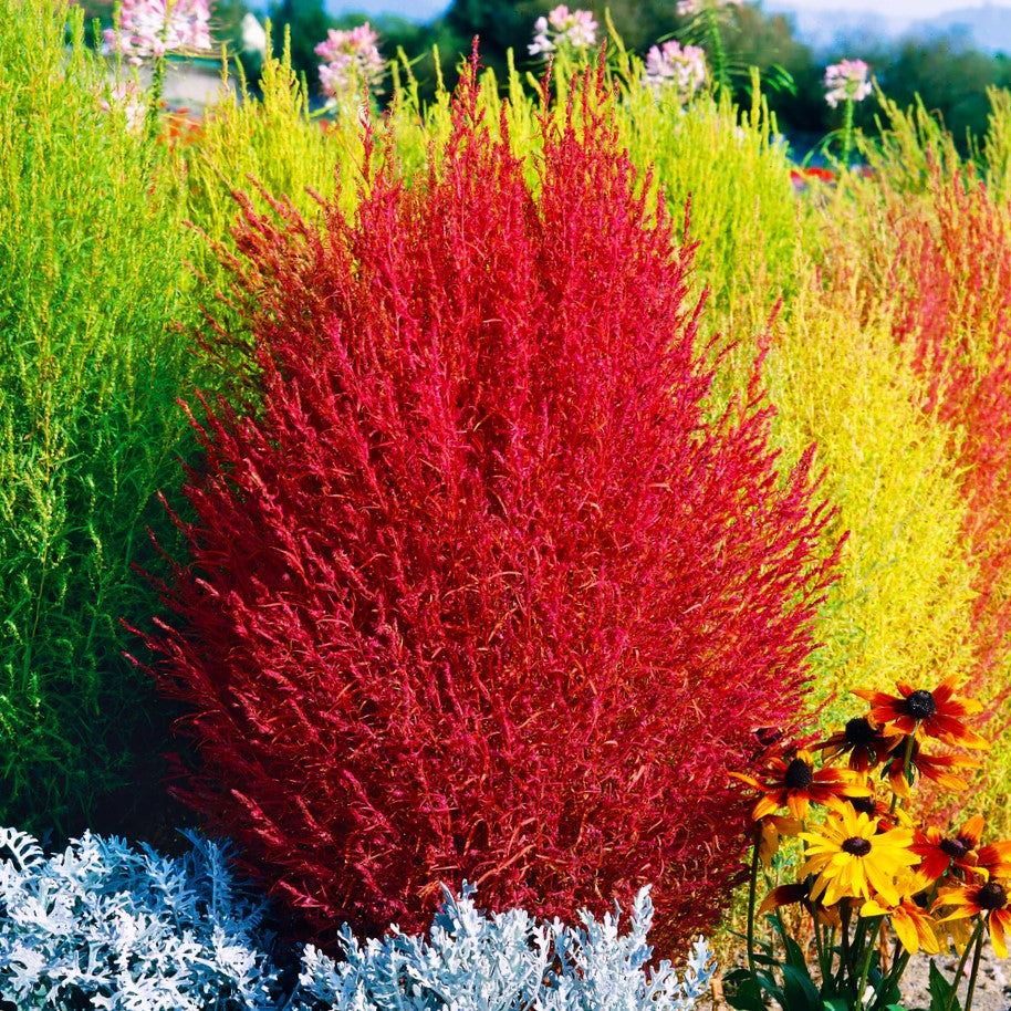 Red Cypress Burning Bush Seeds - For 2025 Planting Kochia Scoparia ...