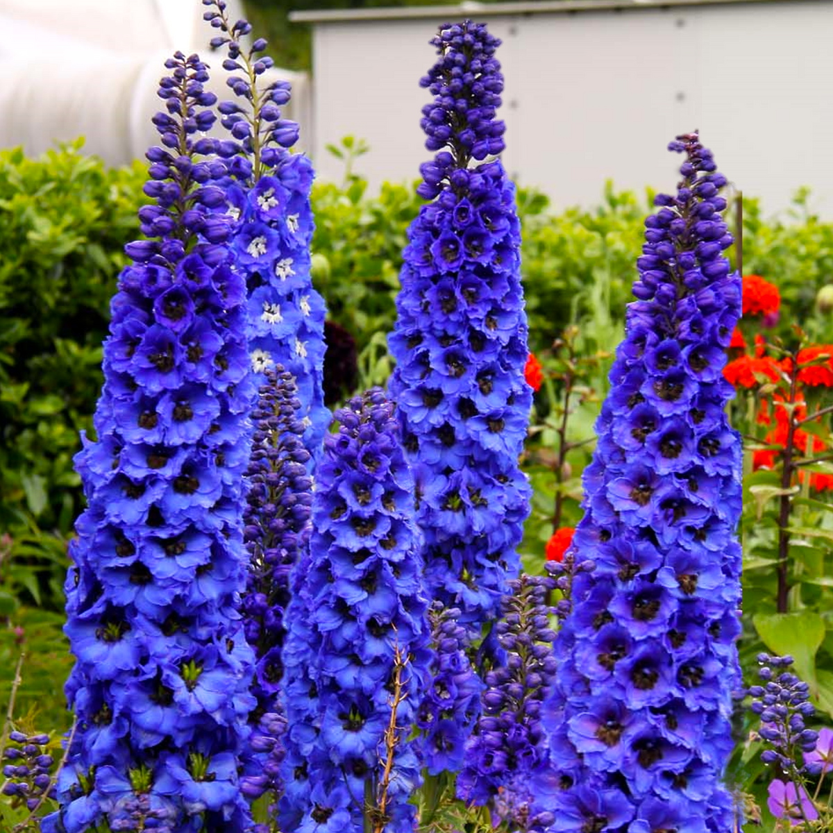 Royal Blue Spire Rocket Larkspur Seeds - For 2025 Planting Cobalt ...