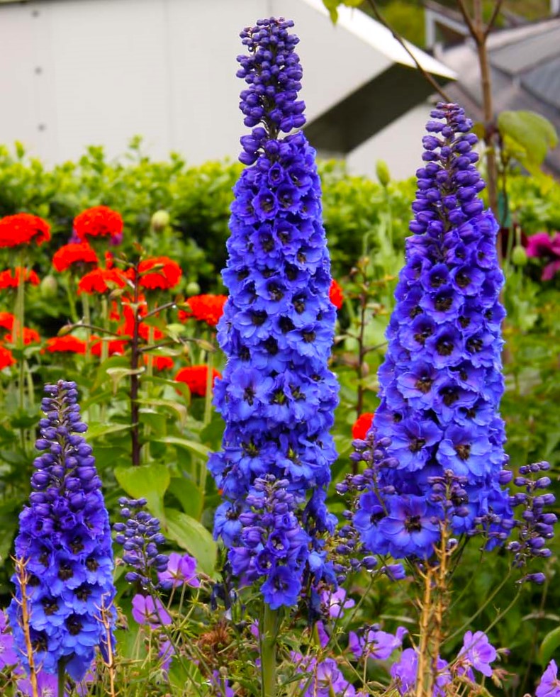 Royal Blue Spire Rocket Larkspur Seeds - For 2025 Planting Cobalt ...