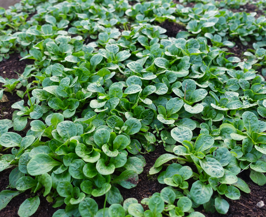 Dutch Corn Salad (Mache or Lamb's Lettuce) Seeds - For 2026 Planting ...