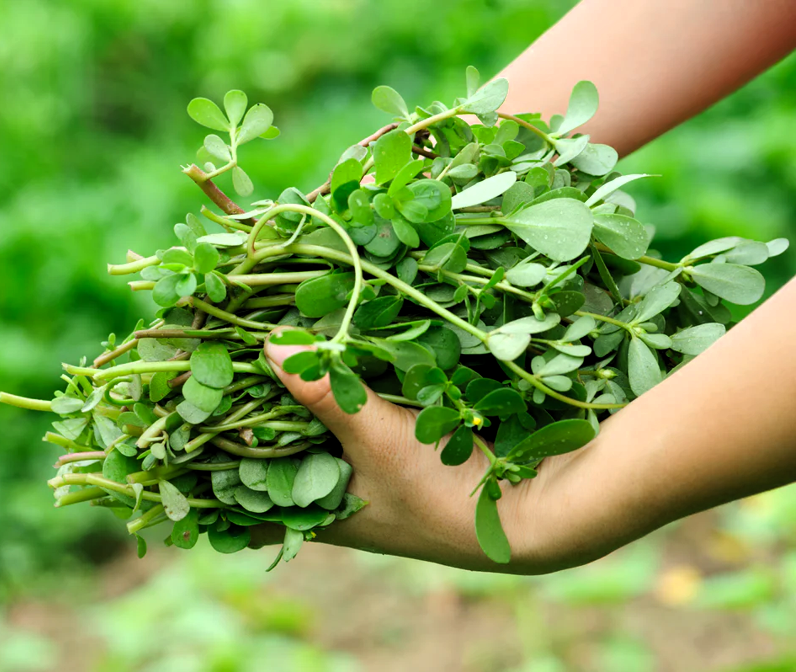 Green Purslane Seeds | Portulaca Oleracea Lettuce Verdolaga Pigweed ...