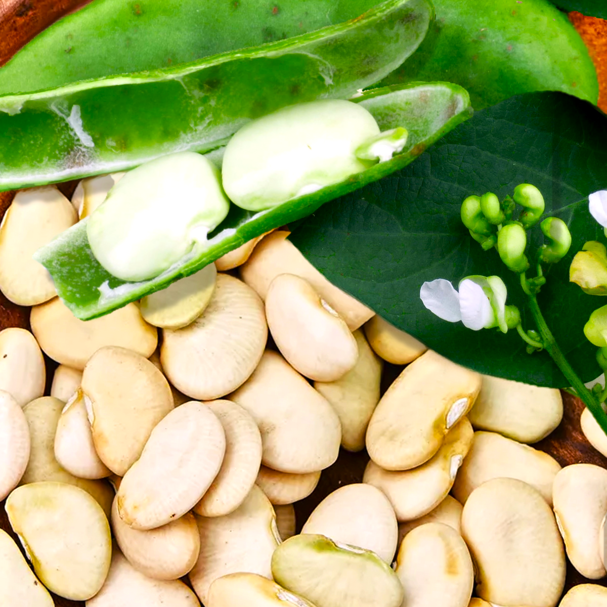 King of the Garden Pole Lima Bean Seed | Large Green Pods Climbing ...