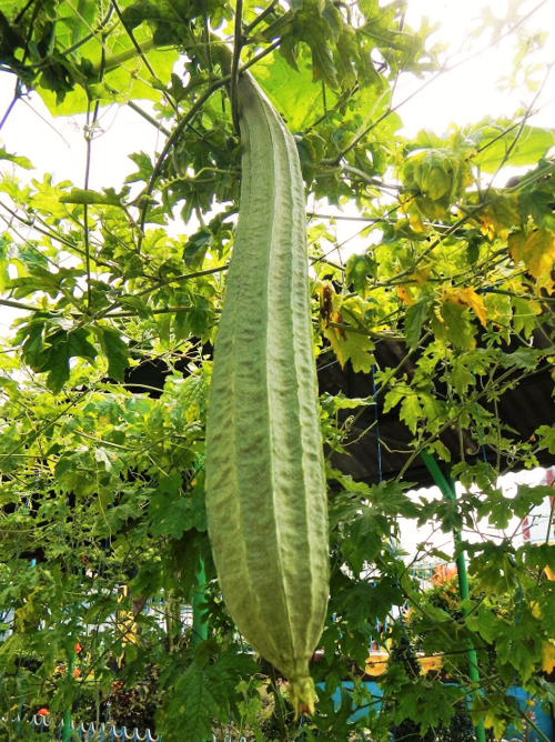 Buab Moom Angled Luffa Gourd Seeds | Ridged Gourd Okra Bitter Melon ...
