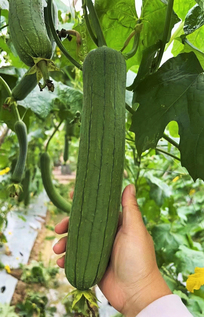 Tri Leaf Luffa Gourd Seeds | Smooth Medium Wide Sponge Open Pollinated ...
