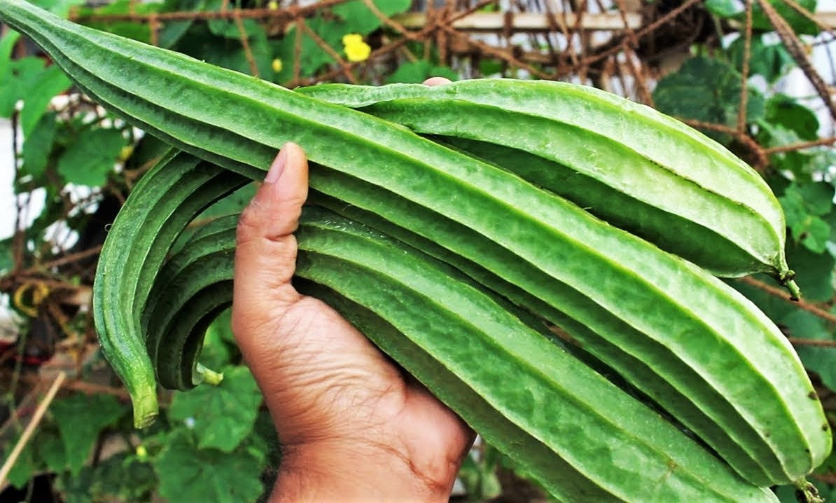 Buab Laem Angled Luffa Gourd Seeds | Ridged Gourd Okra Bitter Melon ...