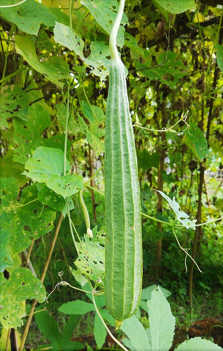 Da Rou Angled Luffa Gourd Seeds | Ridged Gourd Okra Bitter Melon Garden ...