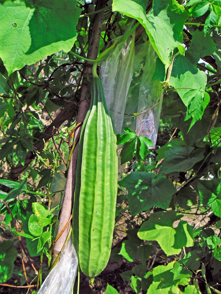 Buab Khom Angled Luffa Gourd Seeds | Ridged Gourd Okra Bitter Melon ...