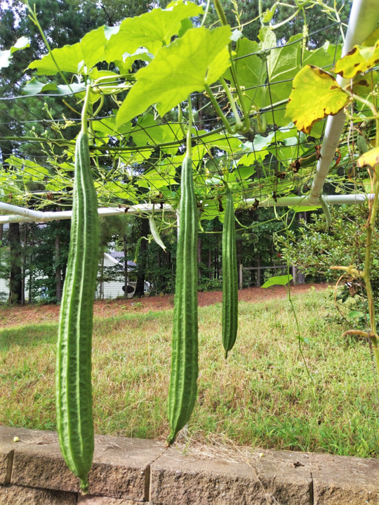 Da Rou Angled Luffa Gourd Seeds | Ridged Gourd Okra Bitter Melon Garden ...