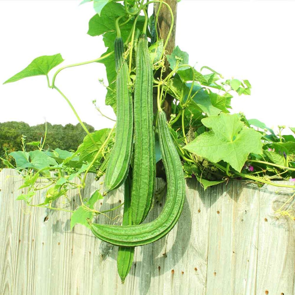 Buab Liam Angled Luffa Gourd Seeds - For 2026 Planting Ridged Gourd ...