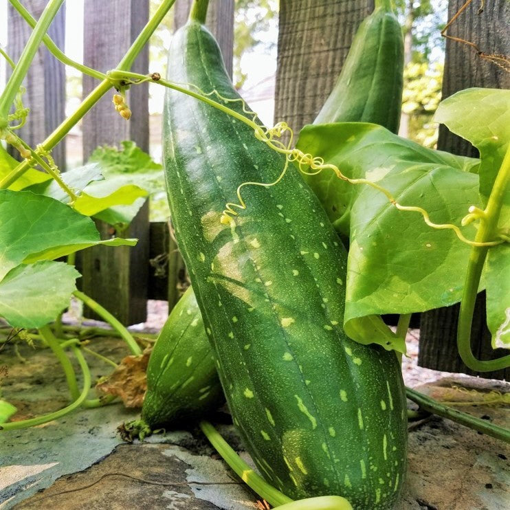 Sponge Luffa Gourd Seeds | Smooth Dishcloth Dish Rag Wide Open ...