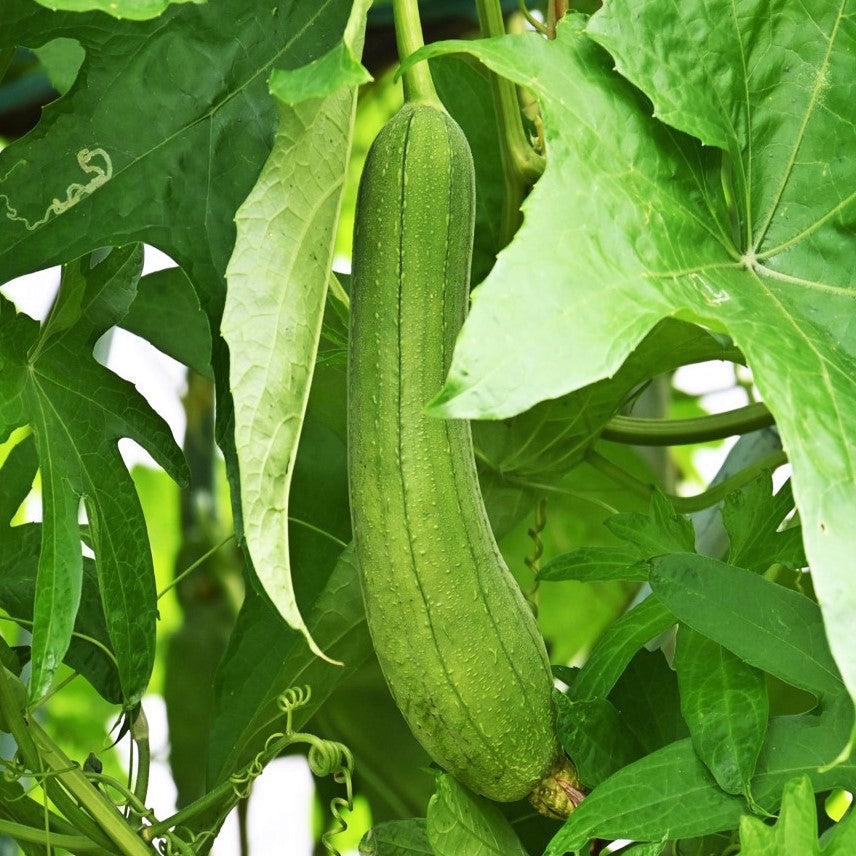 Dok Luffa Gourd Seeds | Smooth Long Hybrid Sponge Dish Egyptian ...