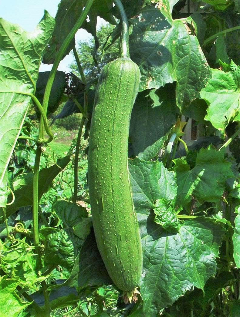Tri Leaf Luffa Gourd Seeds | Smooth Medium Wide Sponge Open Pollinated ...